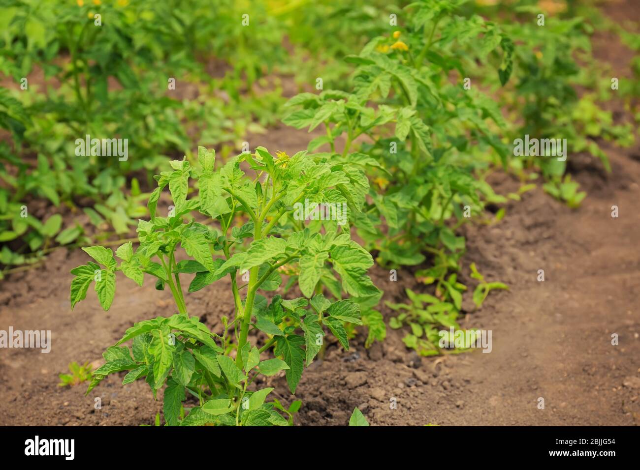 Green tomato bushes in garden Stock Photo - Alamy