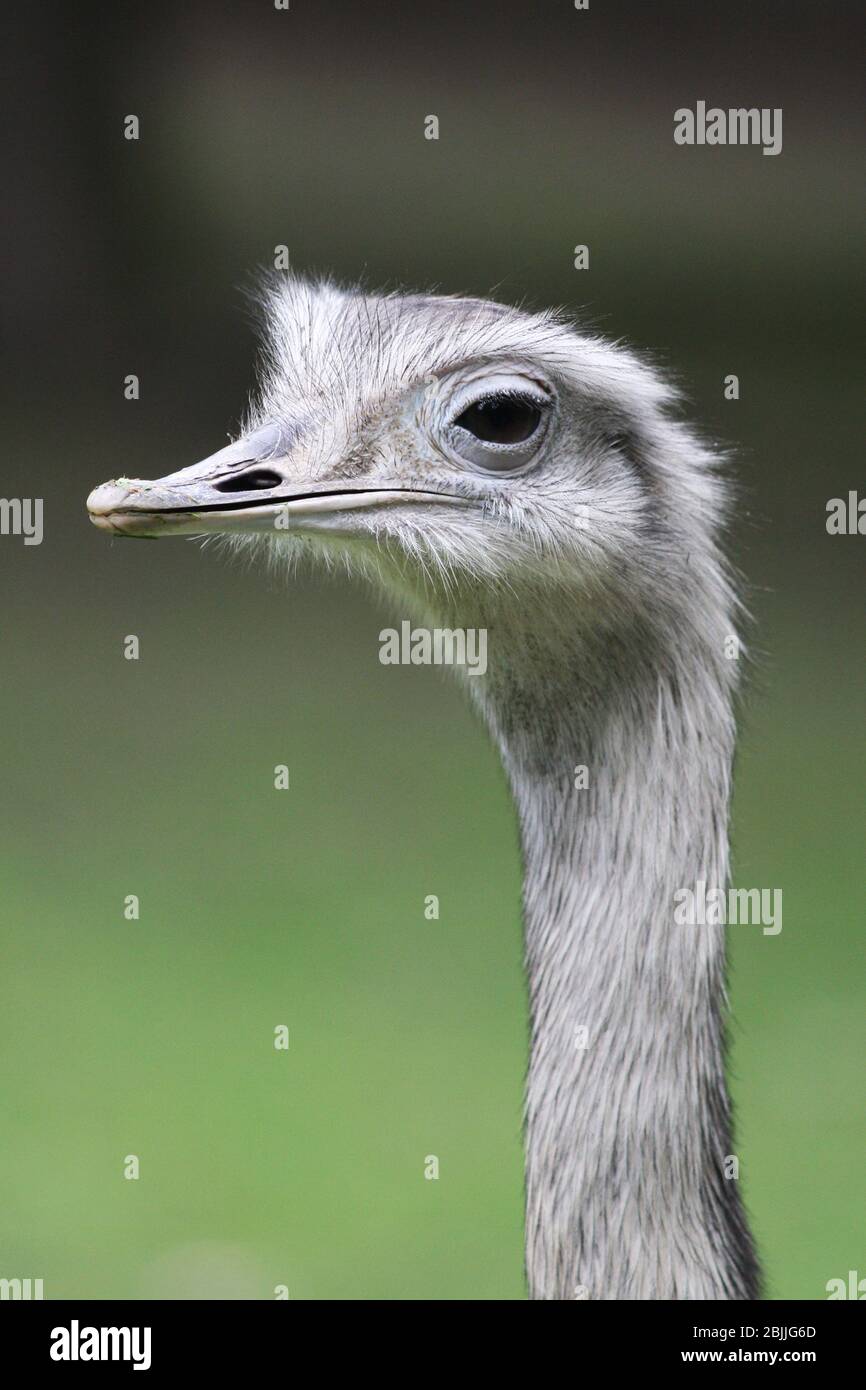 Nandu vogel hi-res stock photography and images - Alamy