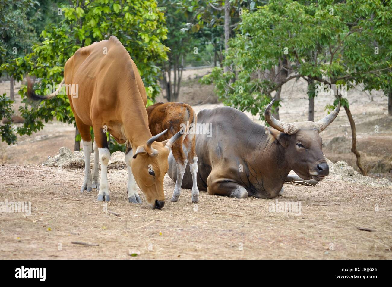 The banteng is a species of wild cattle found in Southeast Asia Stock ...