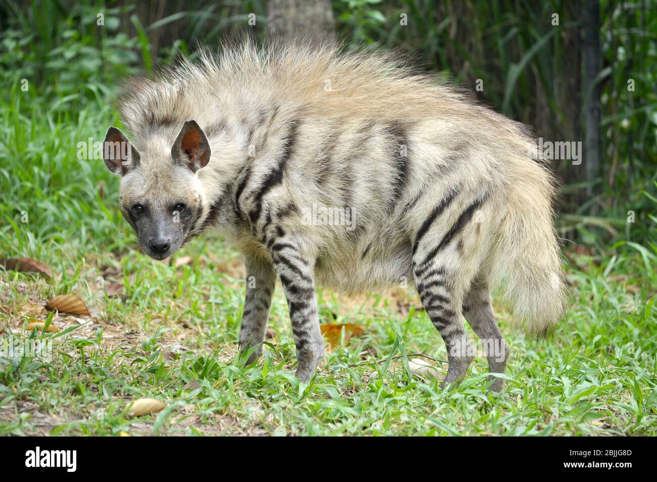 Striped hyenas have a broad head with dark eyes, a thick muzzle, and large, pointed ears Stock ...