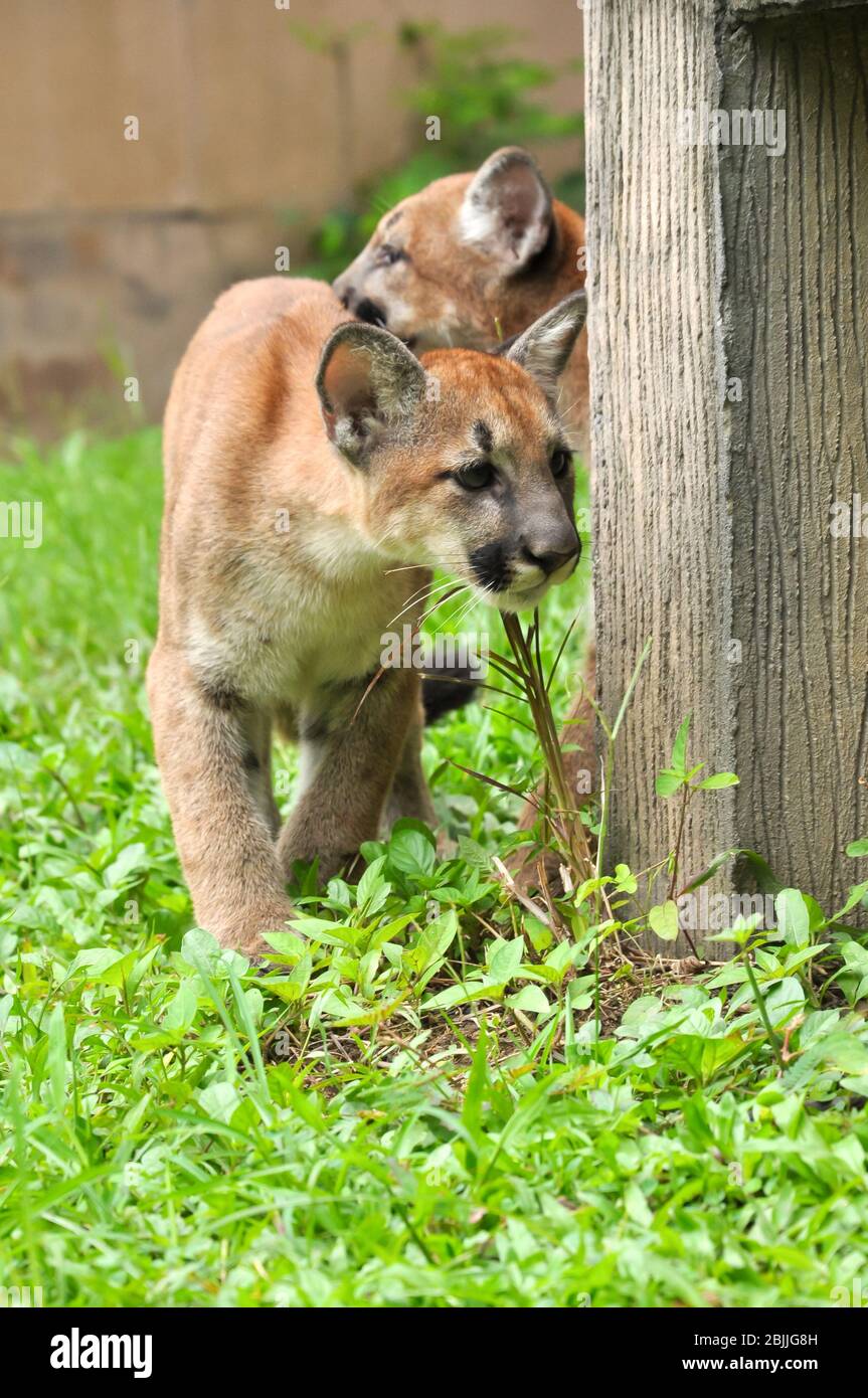 Baby Puma