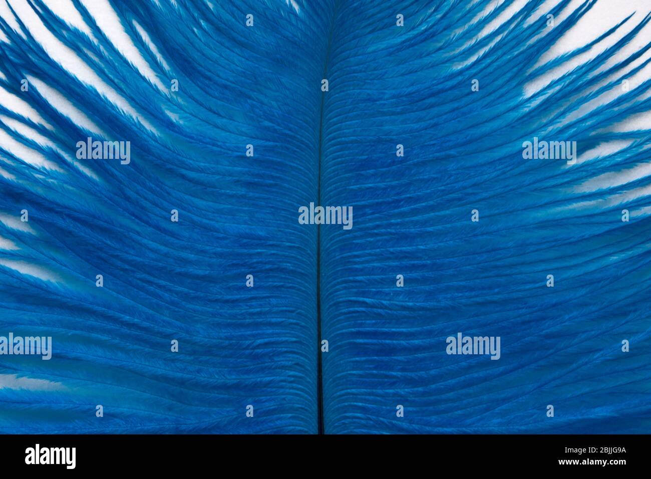 Classic Blue. Color of the Year 2020. Feather of a bird Stock Photo - Alamy