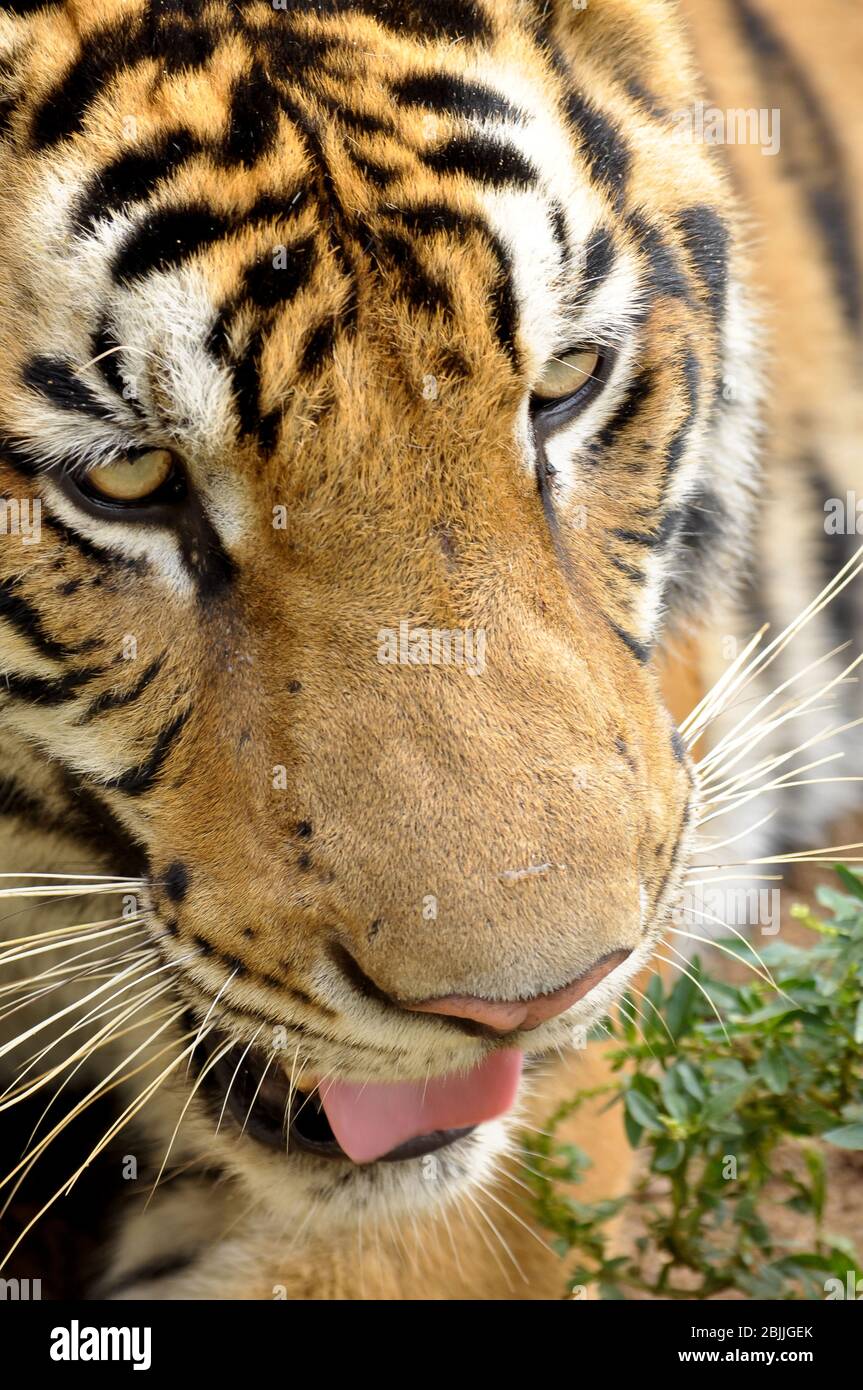 Faces of the Bengal tiger look majestic and beautiful Stock Photo - Alamy