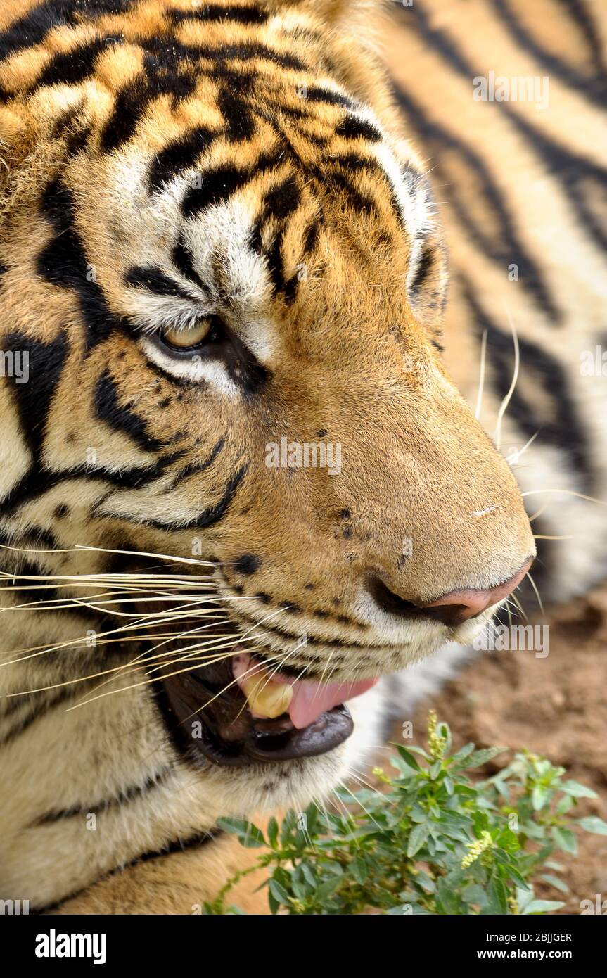 Tiger Look High Resolution Stock Photography and Images - Alamy