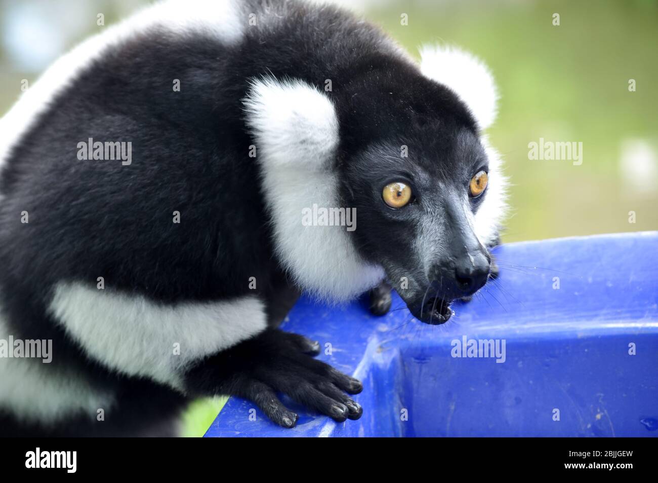 The black and white ruffed lemur is the more endangered of the two ...