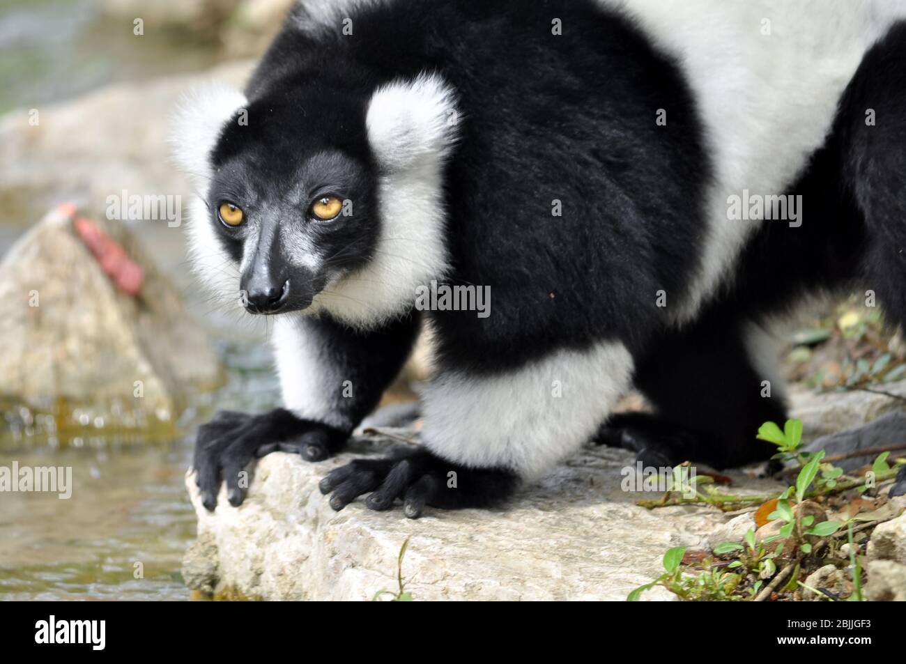 Africamonkey hi-res stock photography and images - Alamy