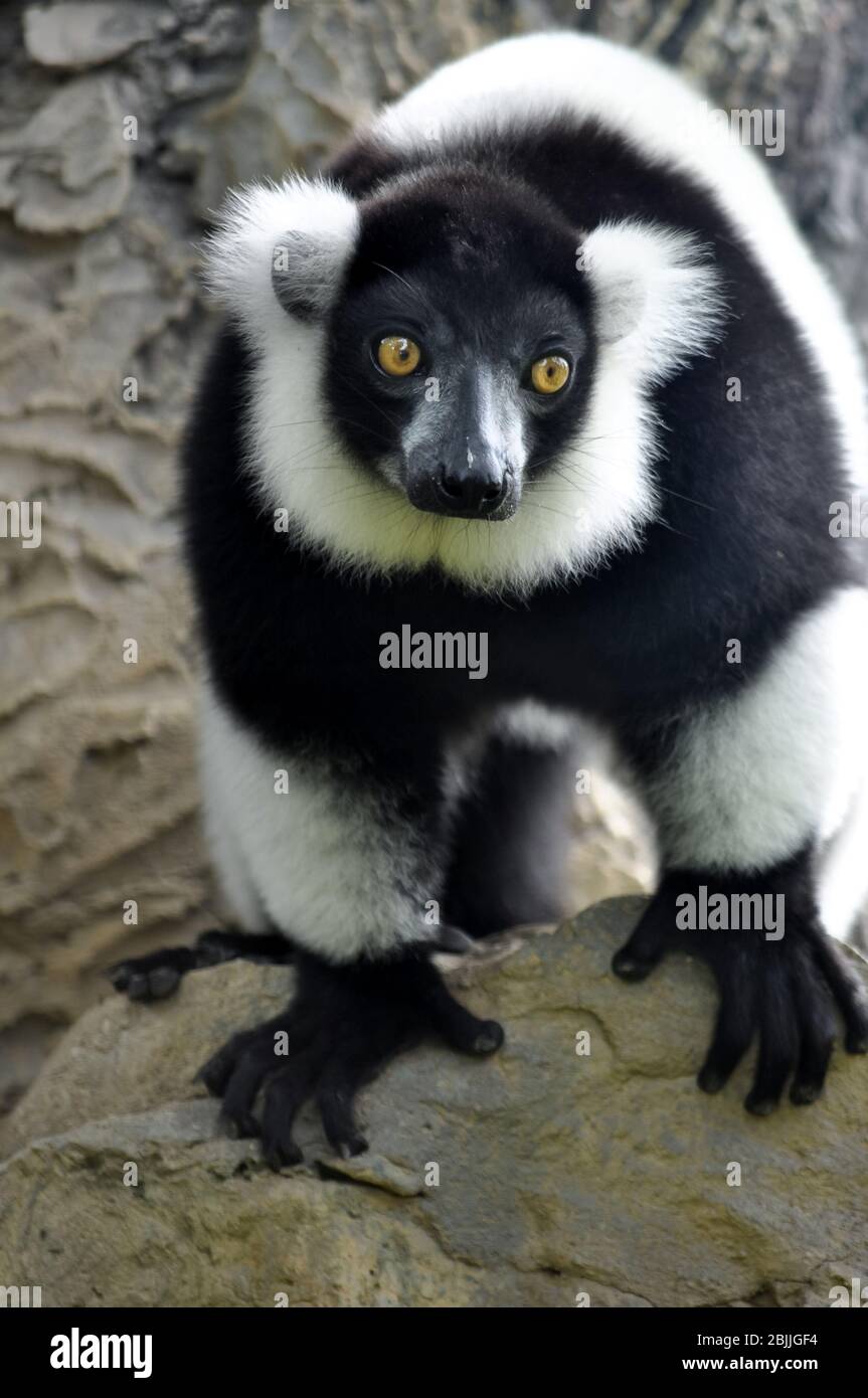 The black-and-white ruffed lemur is the more endangered of the two ...