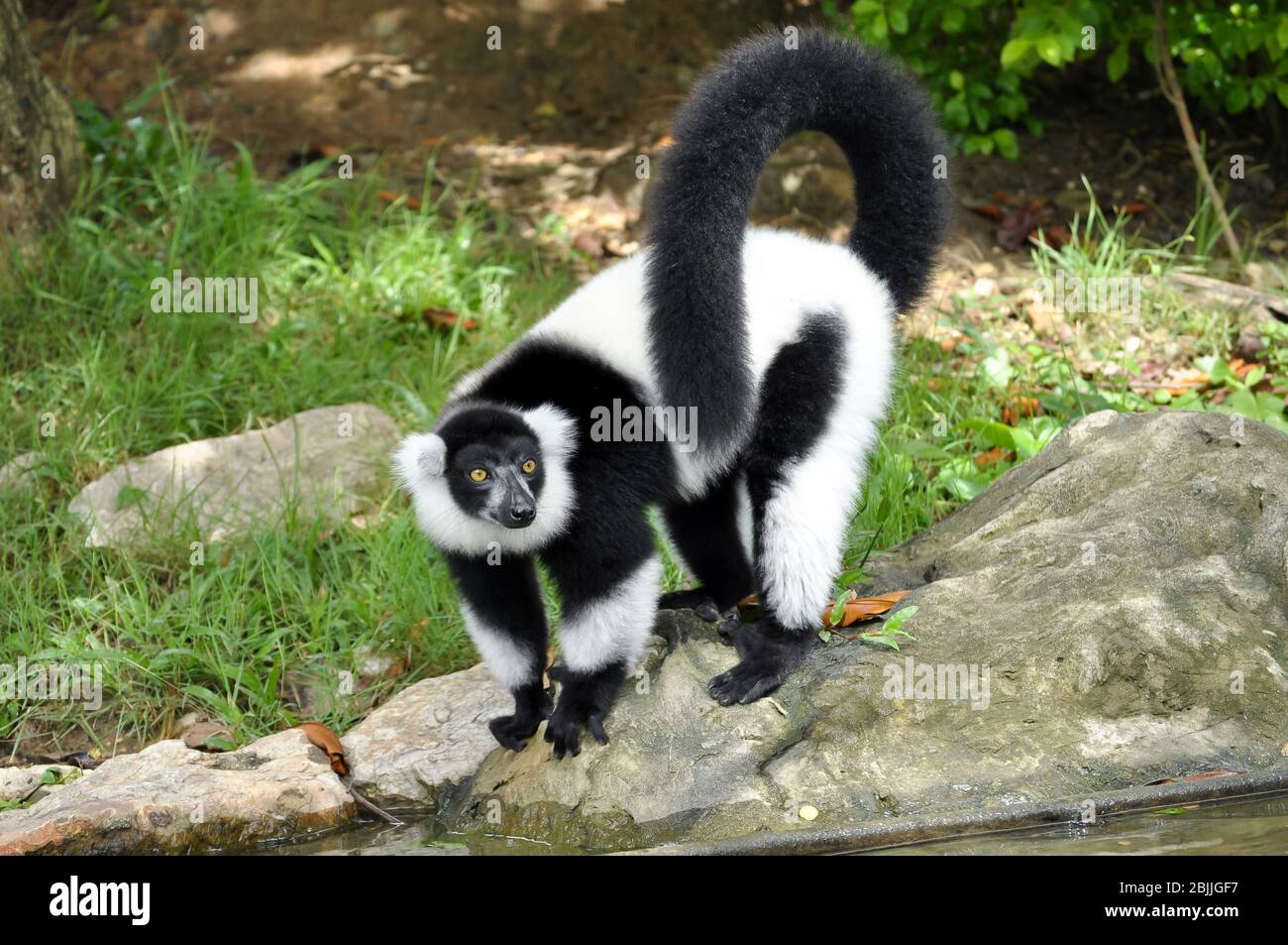 The black and white ruffed lemur is the more endangered of the two ...