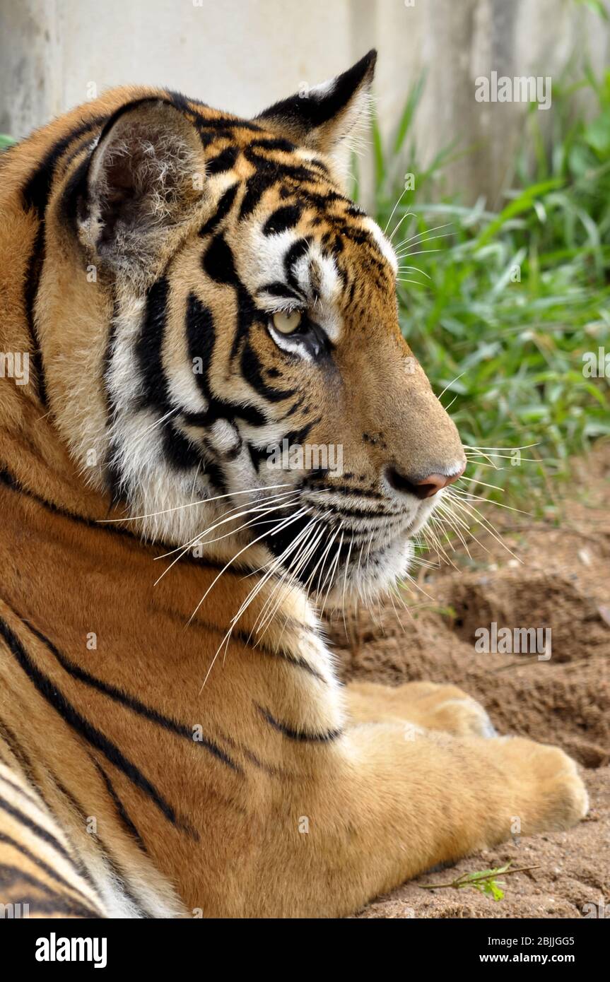 A Bengal tiger yawns at tiger training camp Stock Photo - Alamy