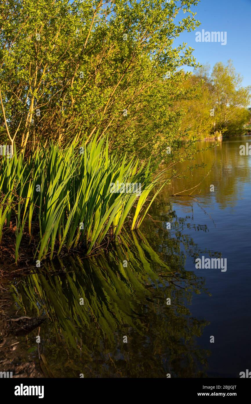 Buckley hi-res stock photography and images - Alamy