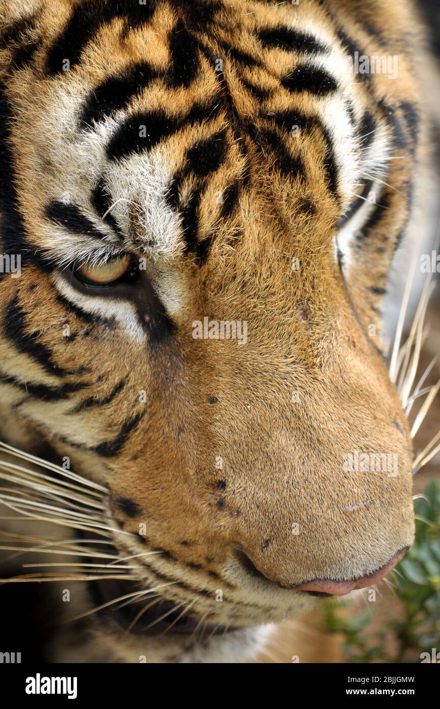Myanmar jungle tiger hi-res stock photography and images - Alamy
