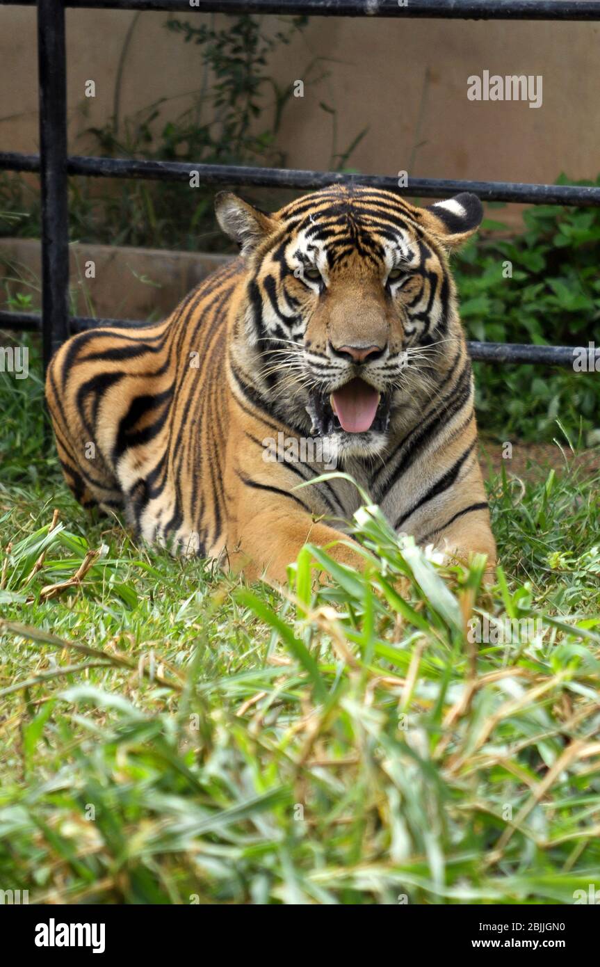 Myanmar jungle tiger hi-res stock photography and images - Alamy