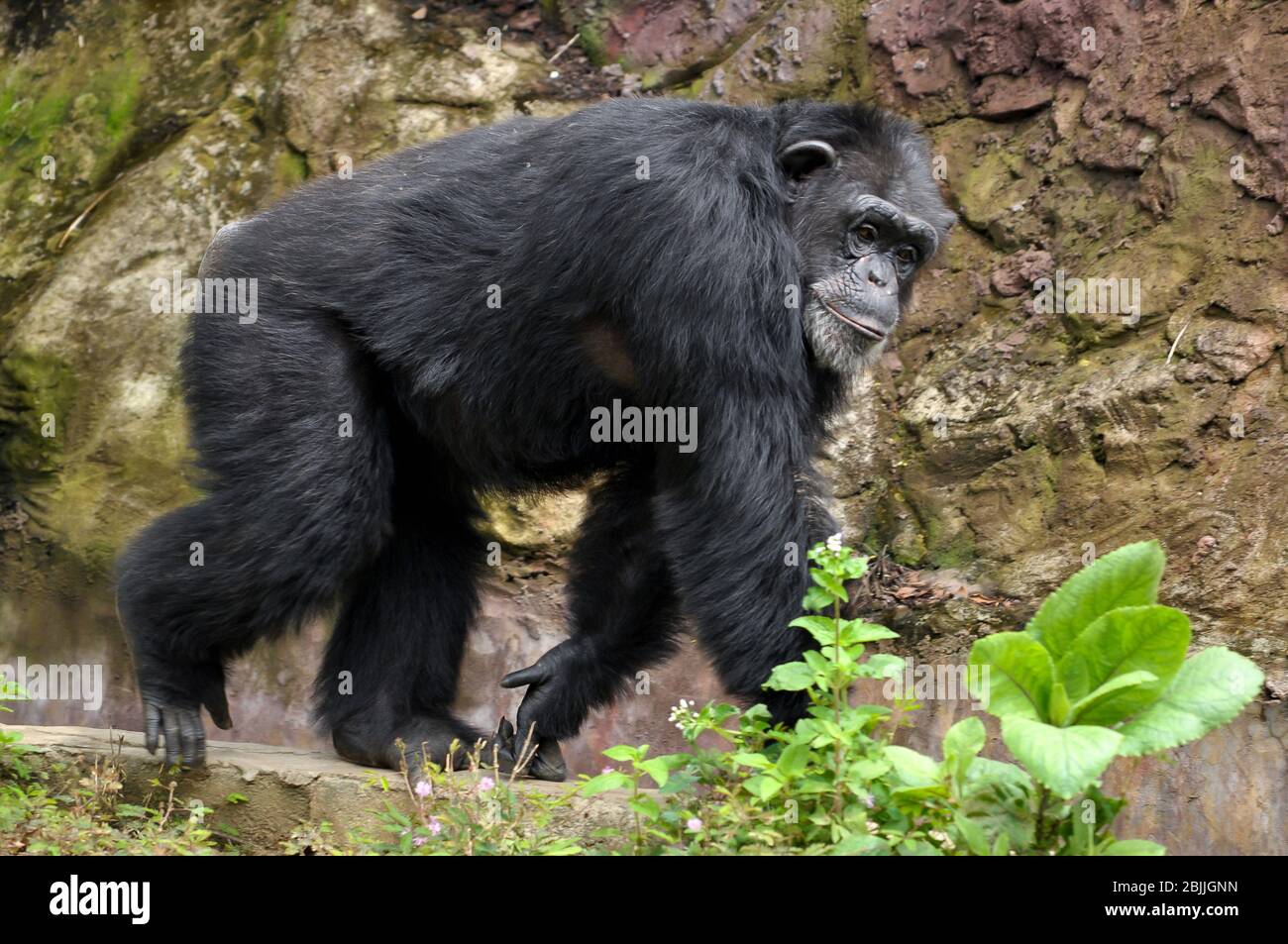 Chimpanzees, sometimes colloquially chimp, are two extant hominid ...