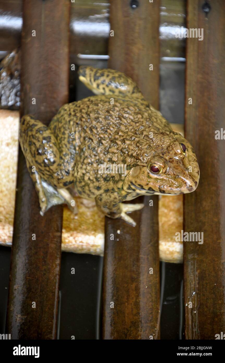 Frogs are primary predators and an important part of the food web Stock ...