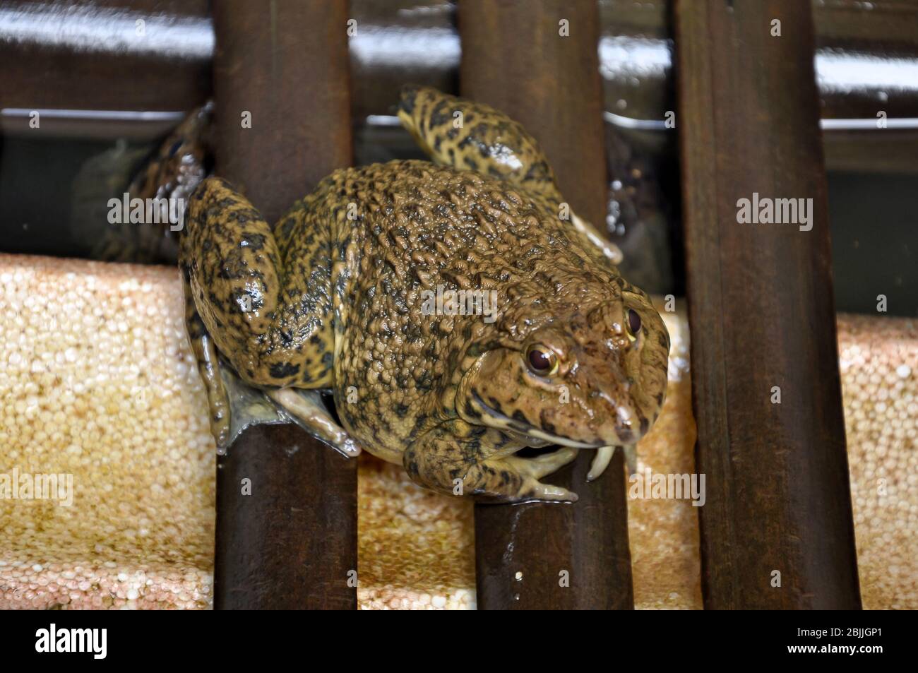 Frogs are primary predators and an important part of the food web Stock ...