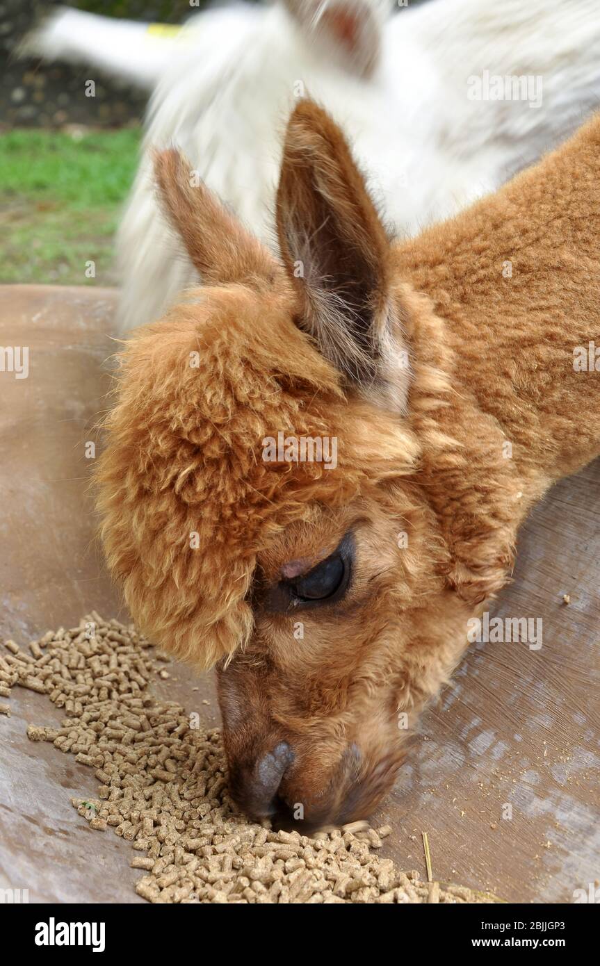 An alpaca is a domesticated species of South American camelid Stock ...