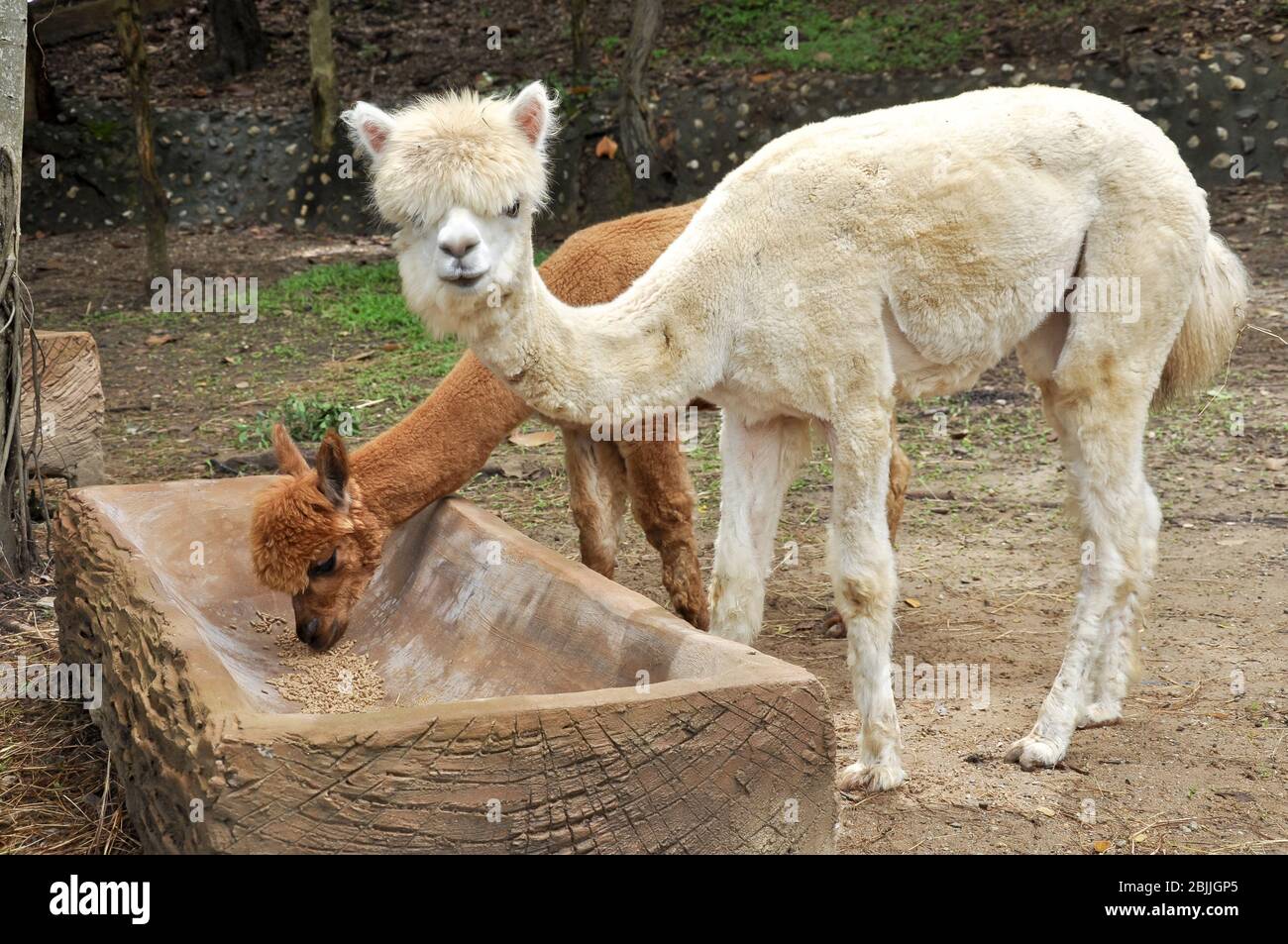 An alpaca is a domesticated species of South American camelid Stock ...
