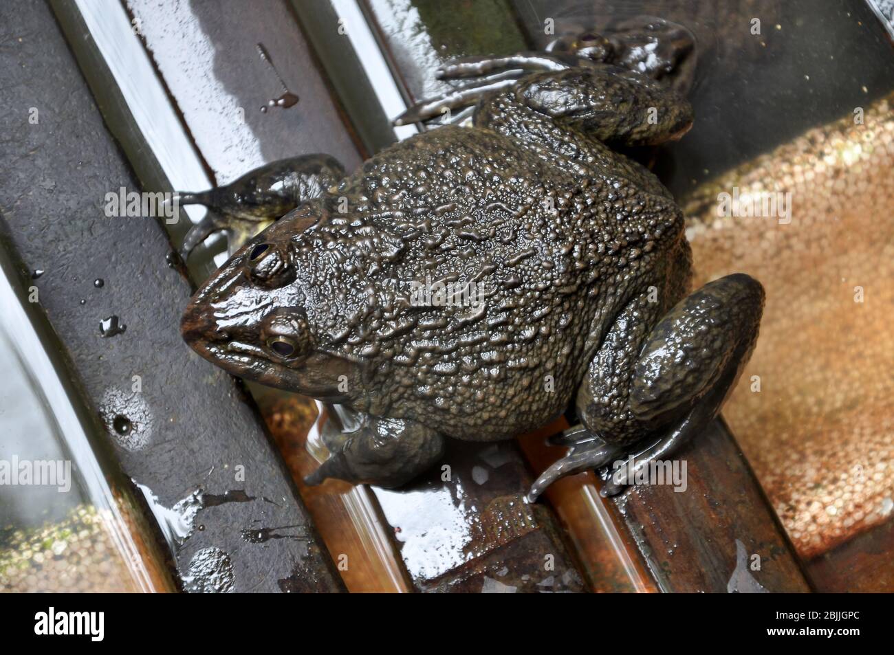 Frogs are primary predators and an important part of the food web Stock ...