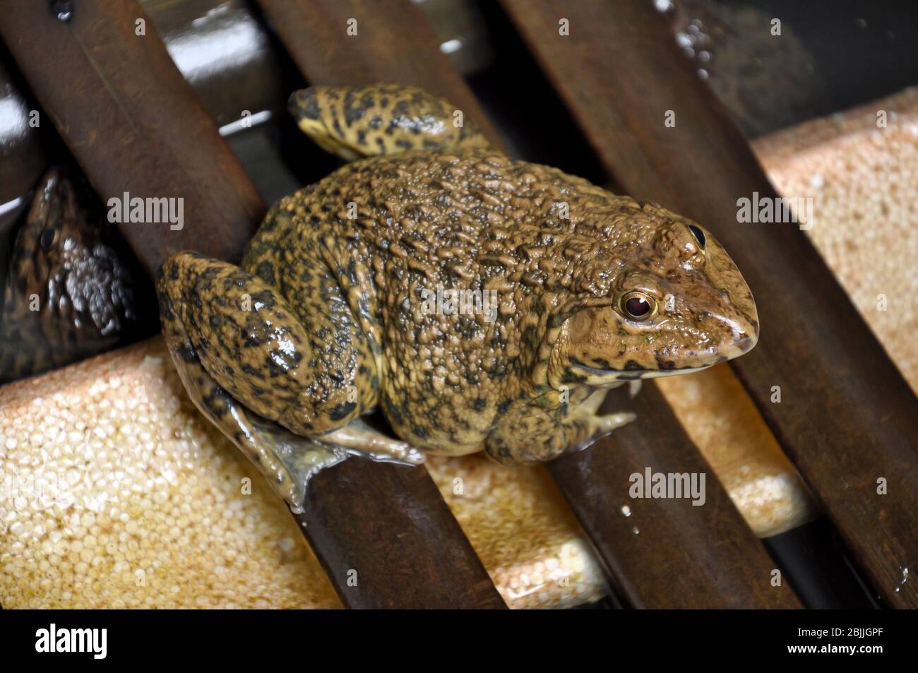 Frogs are primary predators and an important part of the food web Stock ...