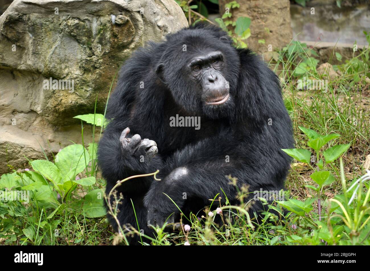 Chimpanzees, sometimes colloquially chimp, are two extant hominid ...