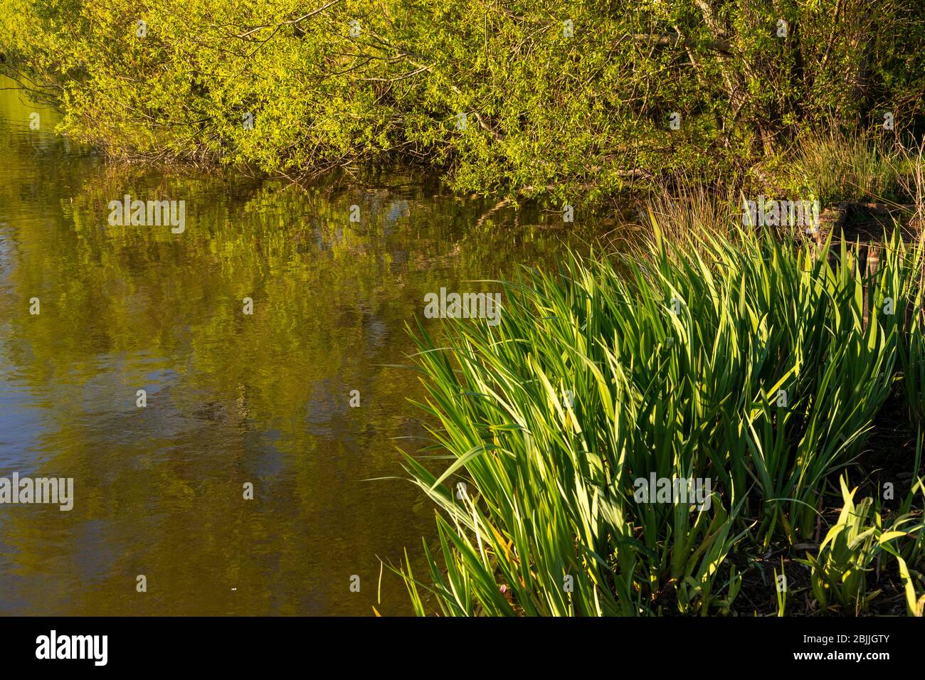 Lake and trees at Buckley Common, Flintshire, North Wales Stock Photo ...