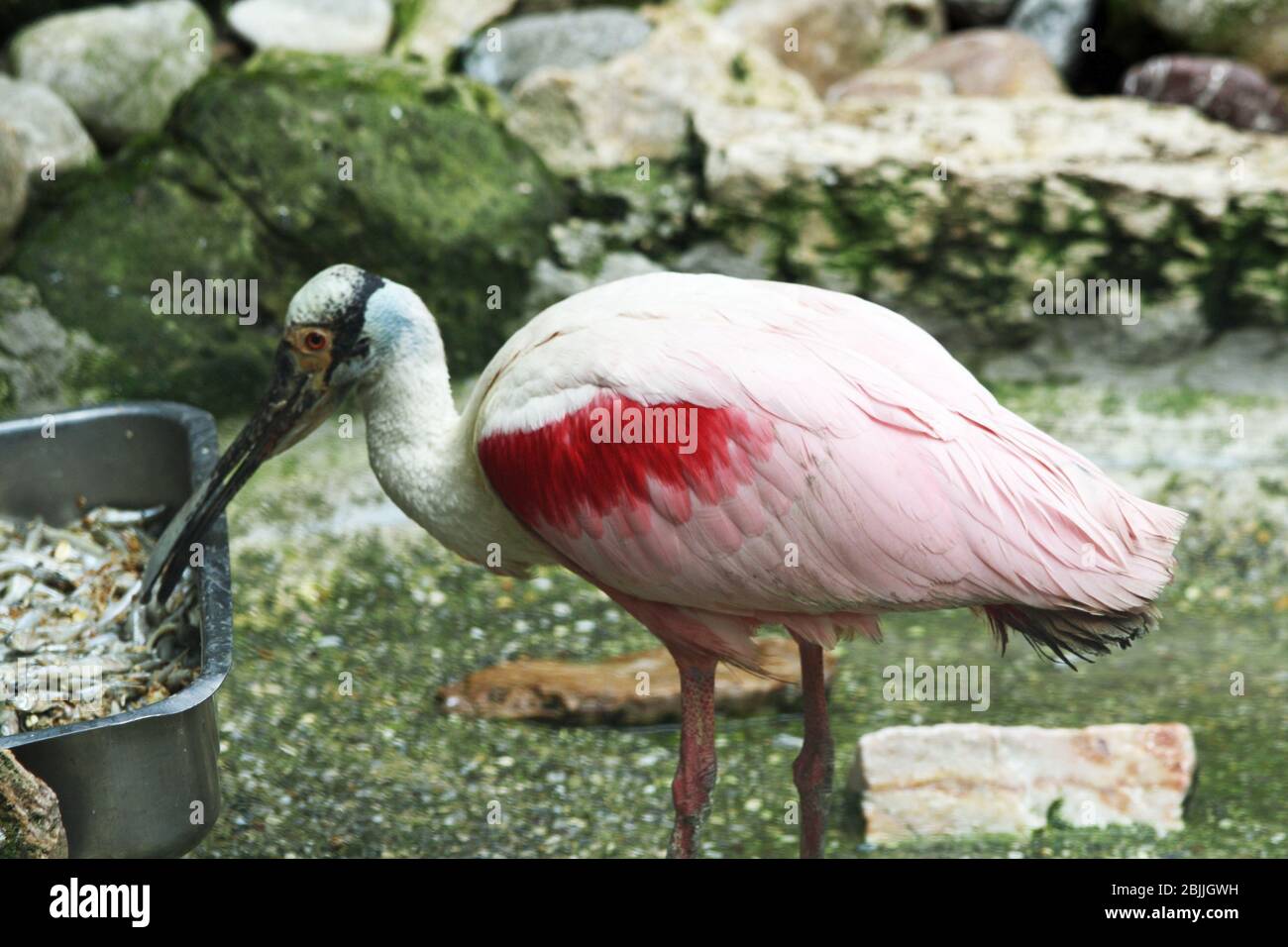 Rosalöffler hi-res stock photography and images - Alamy