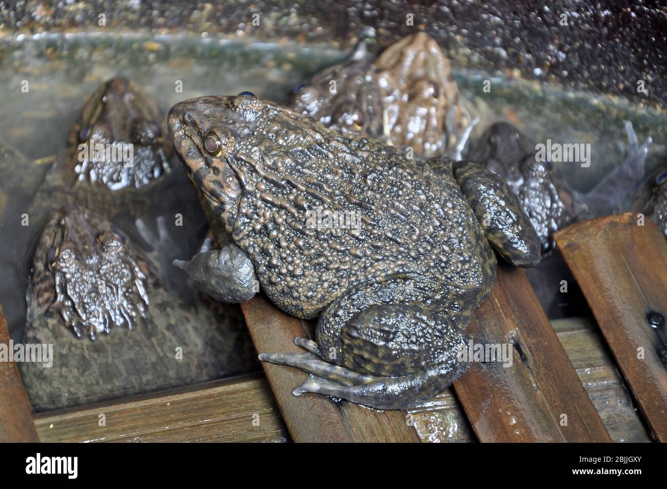 Frogs are primary predators and an important part of the food web Stock ...