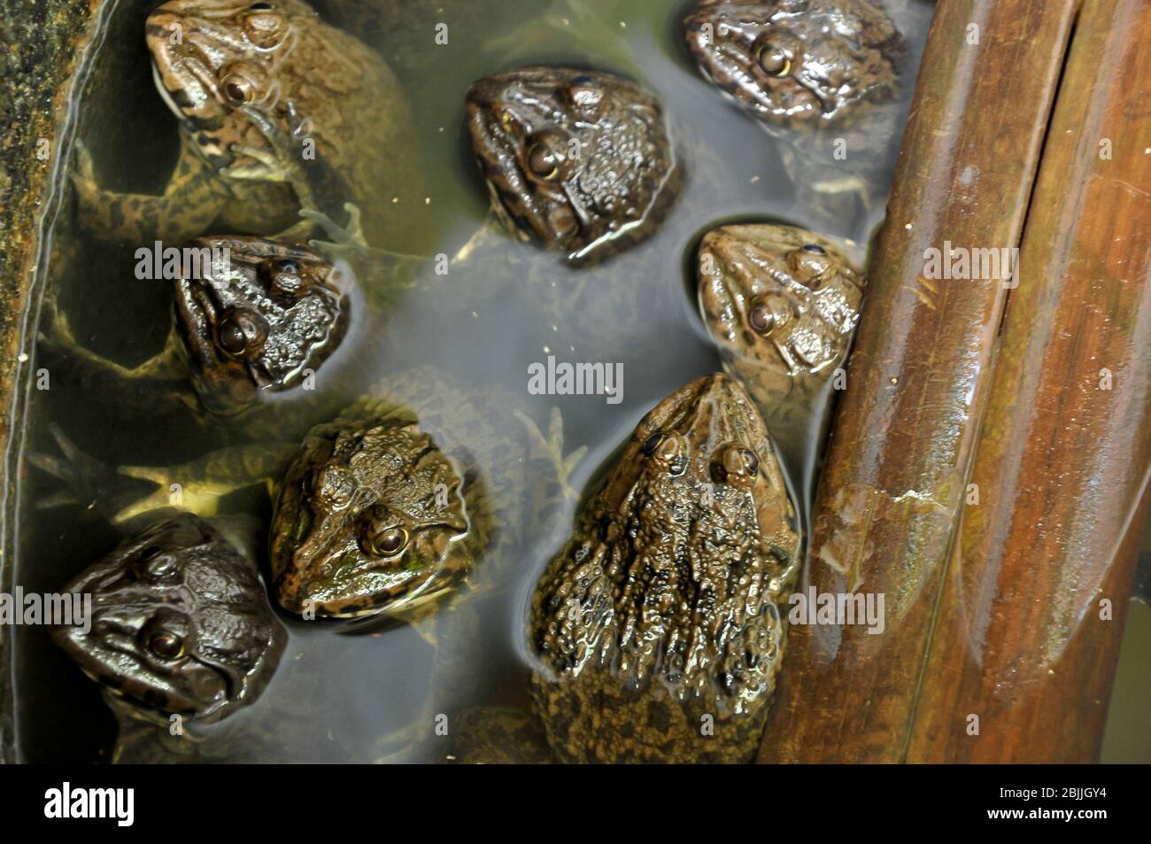 Frogs are primary predators and an important part of the food web Stock ...