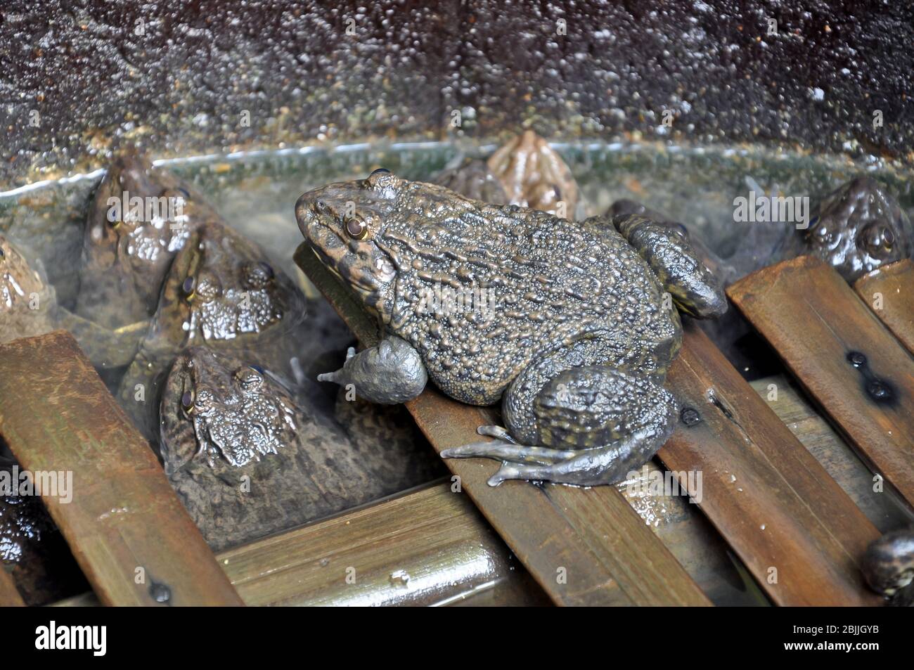 Frogs are primary predators and an important part of the food web Stock ...