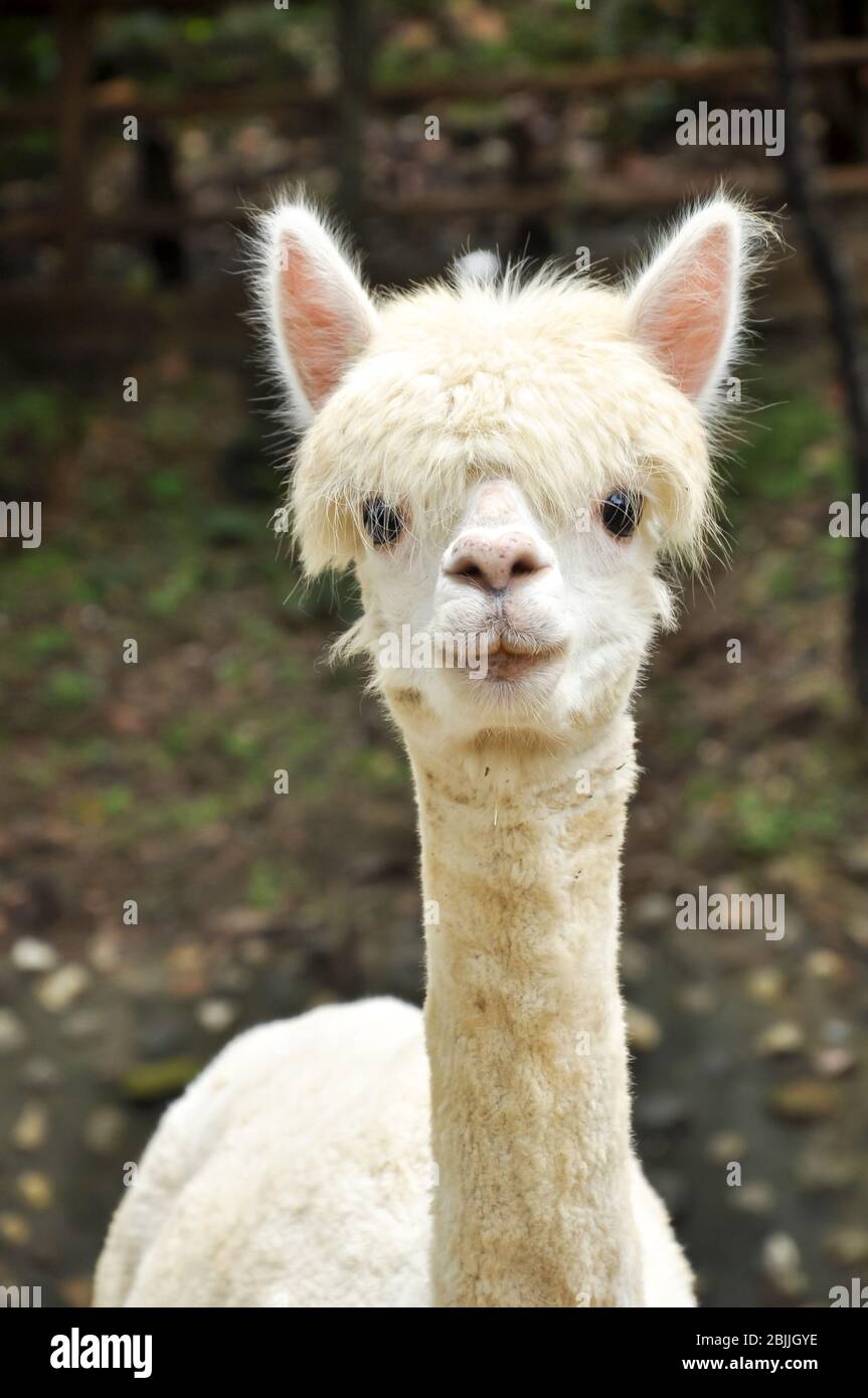 An alpaca is a domesticated species of South American camelid Stock ...