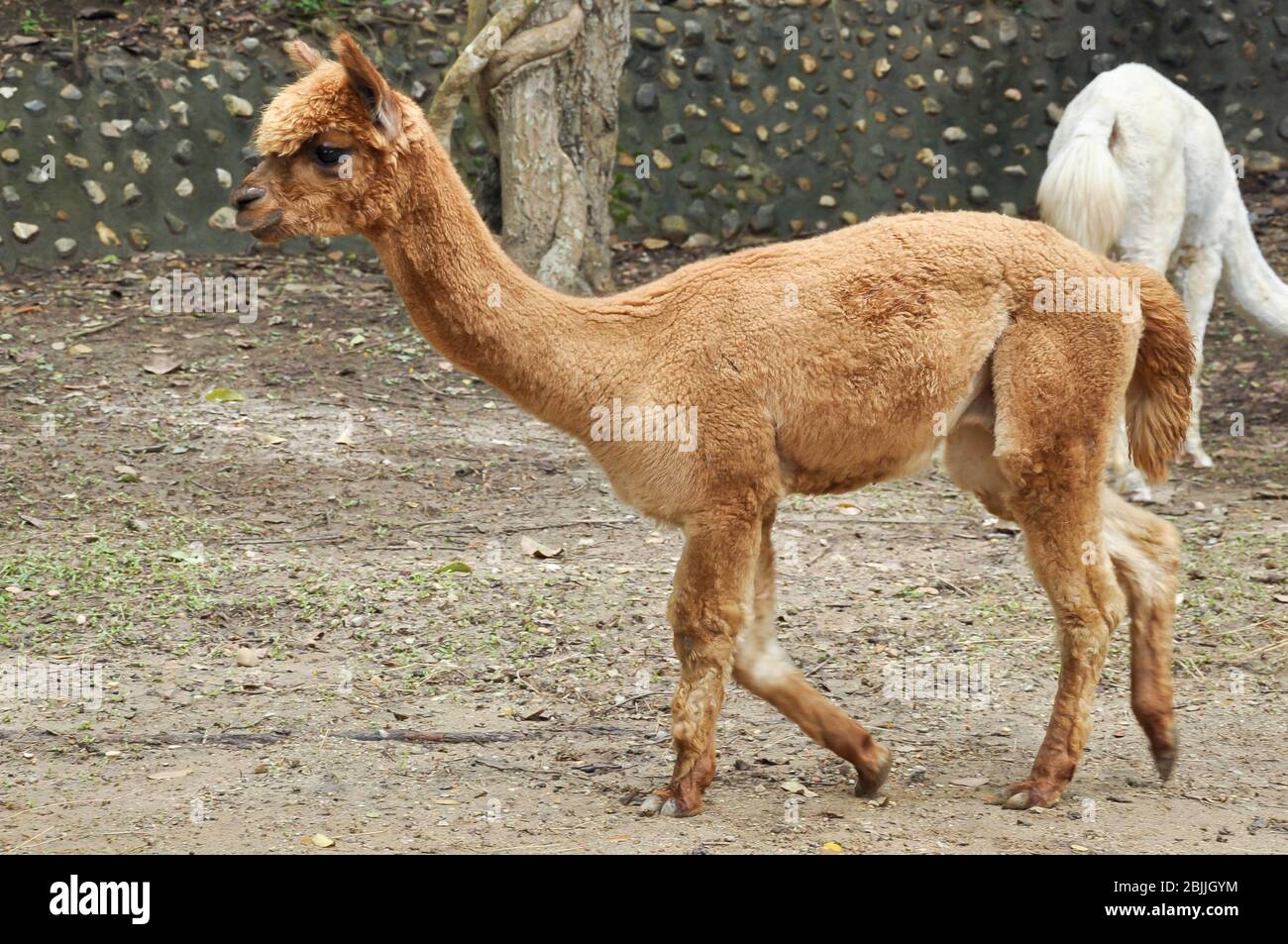 An alpaca is a domesticated species of South American camelid Stock ...
