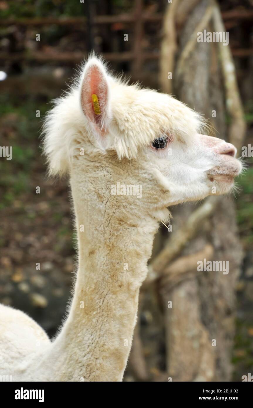 An alpaca is a domesticated species of South American camelid Stock ...