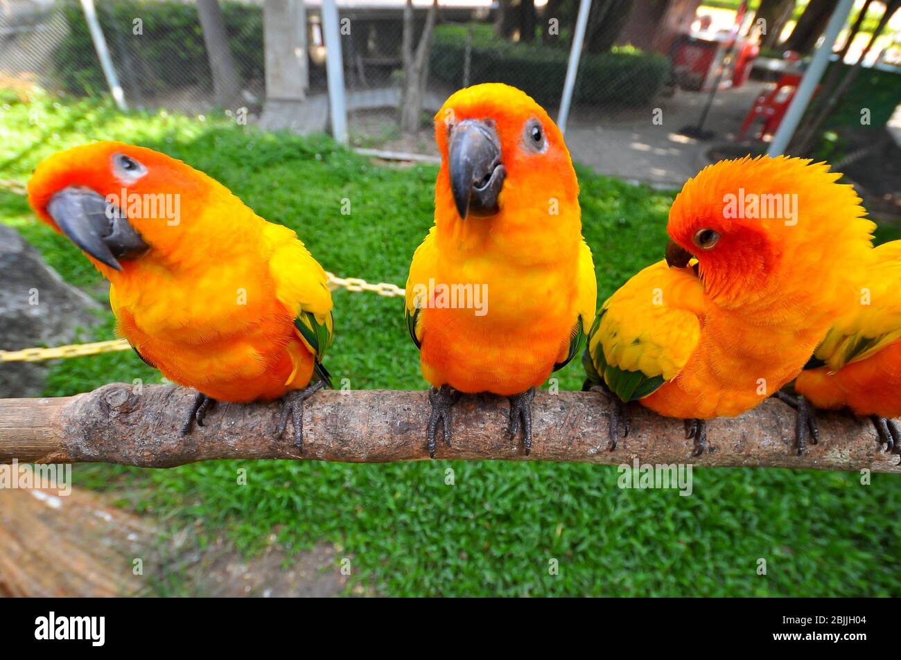 The Sun Parakeet or Sun Conure is a medium-sized brightly colored ...