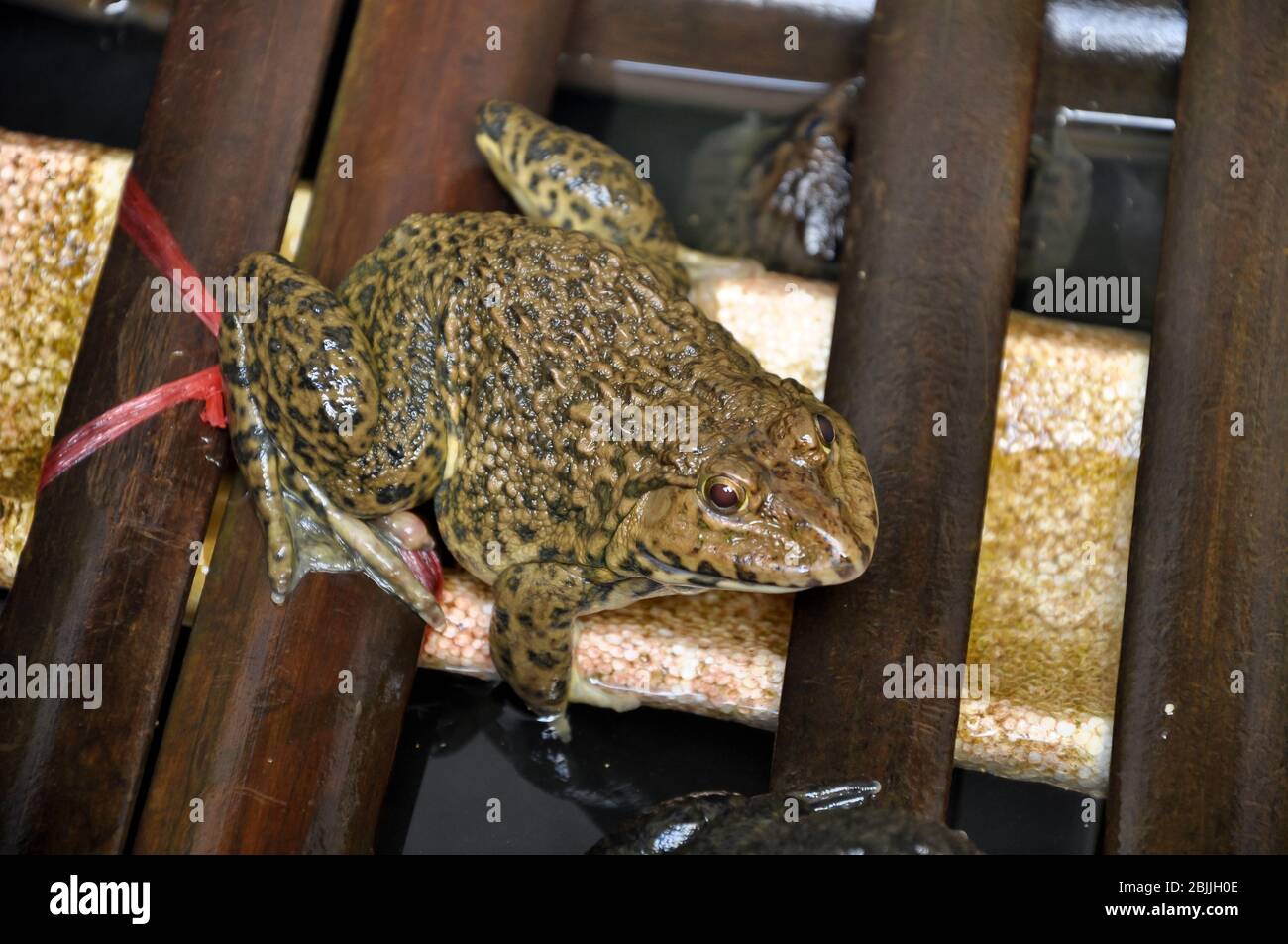 Frogs are primary predators and an important part of the food web Stock ...