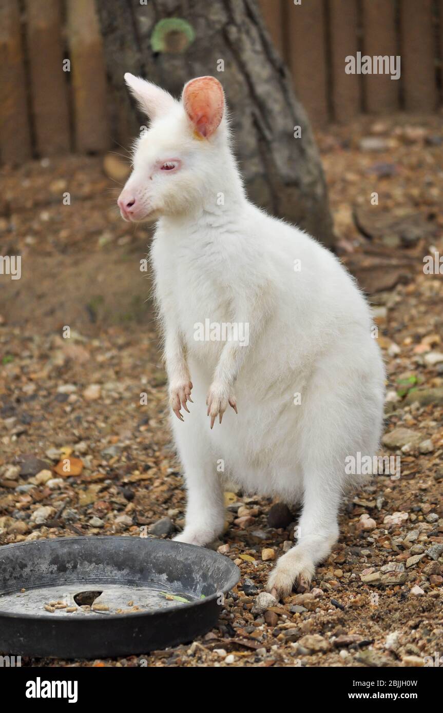 Miniature Kangaroo Pet