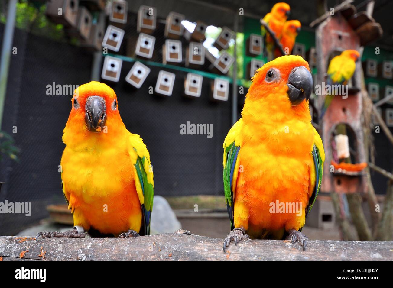 The Sun Parakeet or Sun Conure is a medium-sized brightly colored ...
