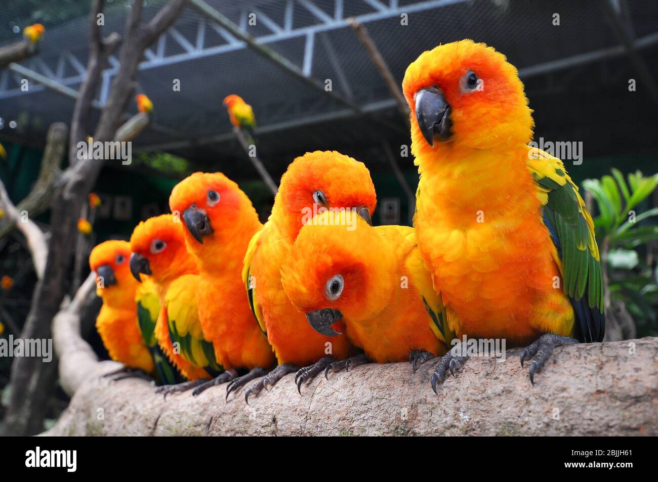 The Sun Parakeet or Sun Conure is a medium-sized brightly colored ...