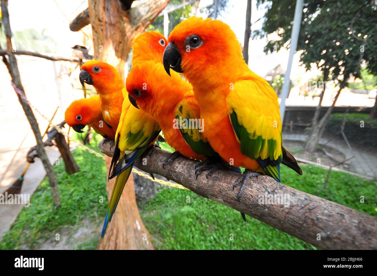 The Sun Parakeet or Sun Conure is a medium-sized brightly colored ...