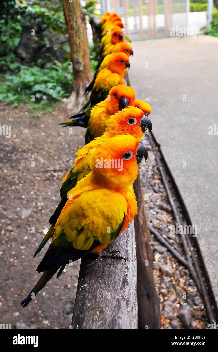 The Sun Parakeet or Sun Conure is a medium-sized brightly colored ...