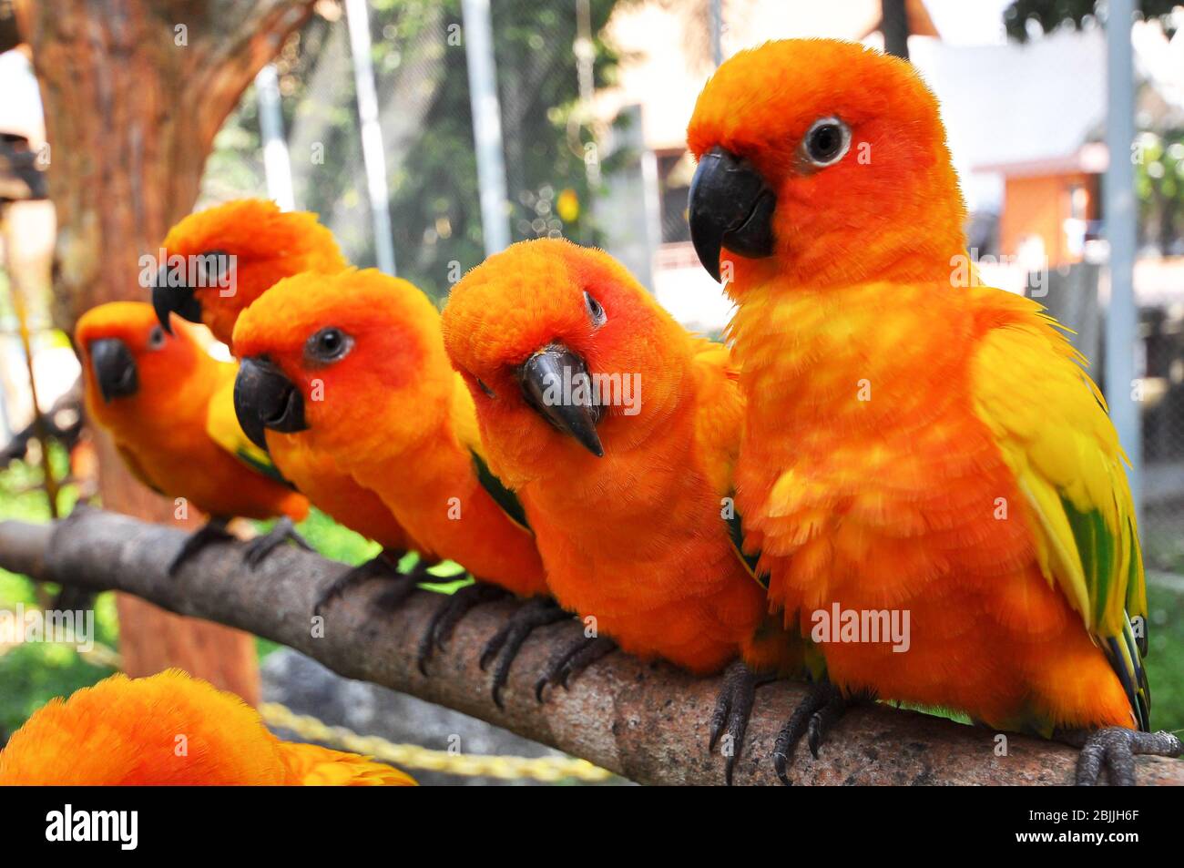 The Sun Parakeet or Sun Conure is a medium-sized brightly colored ...