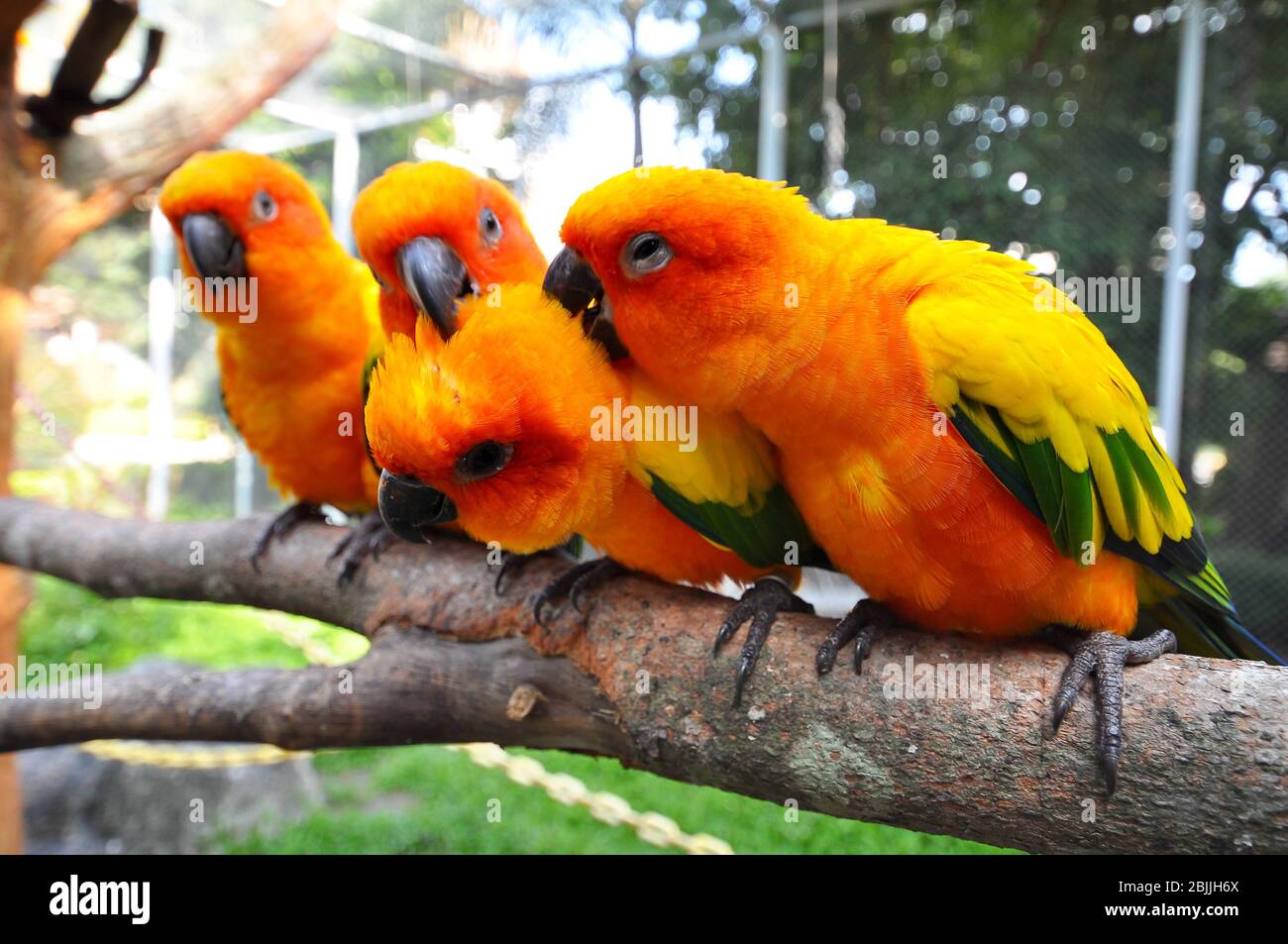 The Sun Parakeet or Sun Conure is a medium-sized brightly colored ...