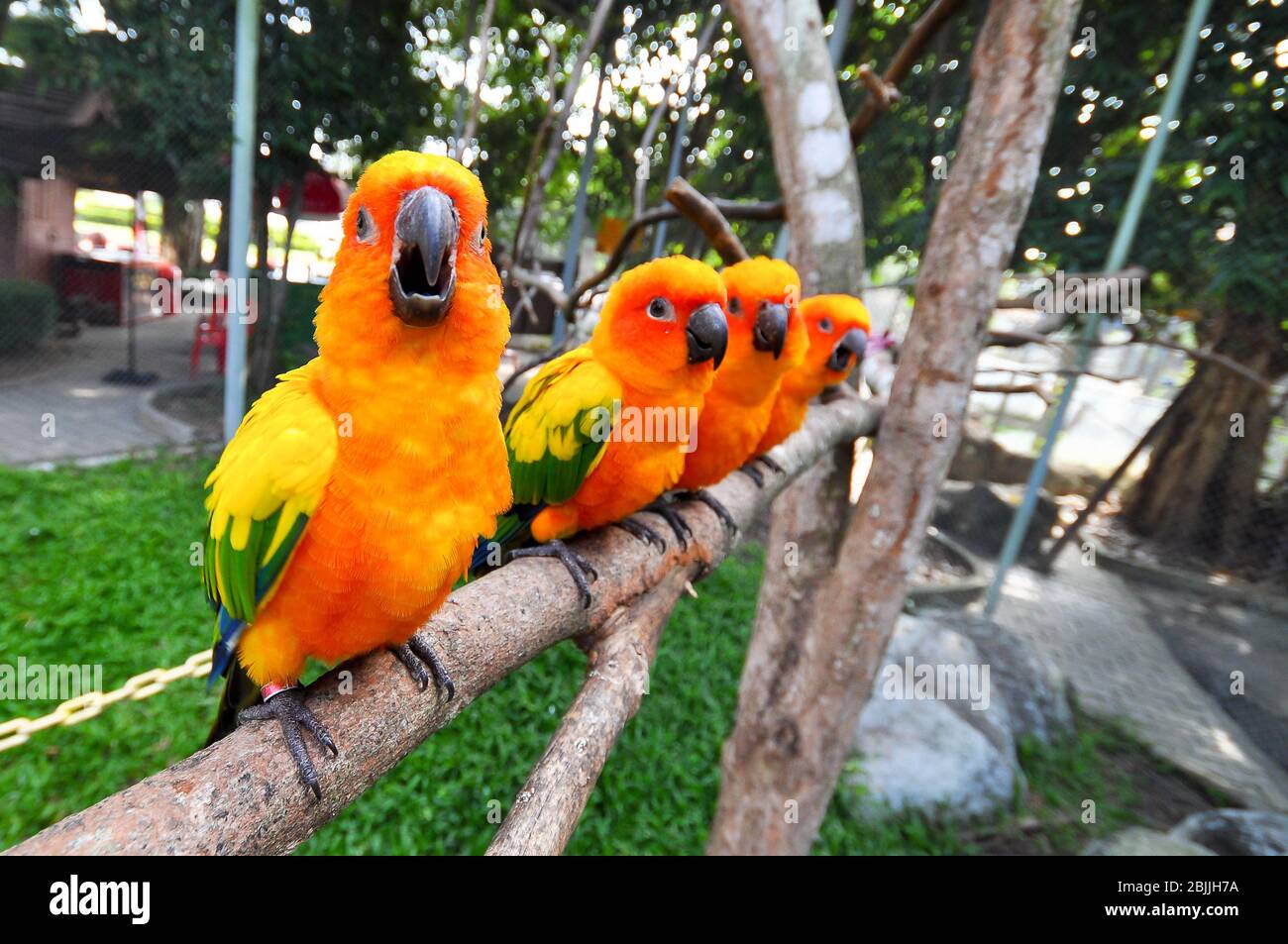 The Sun Parakeet or Sun Conure is a medium-sized brightly colored ...