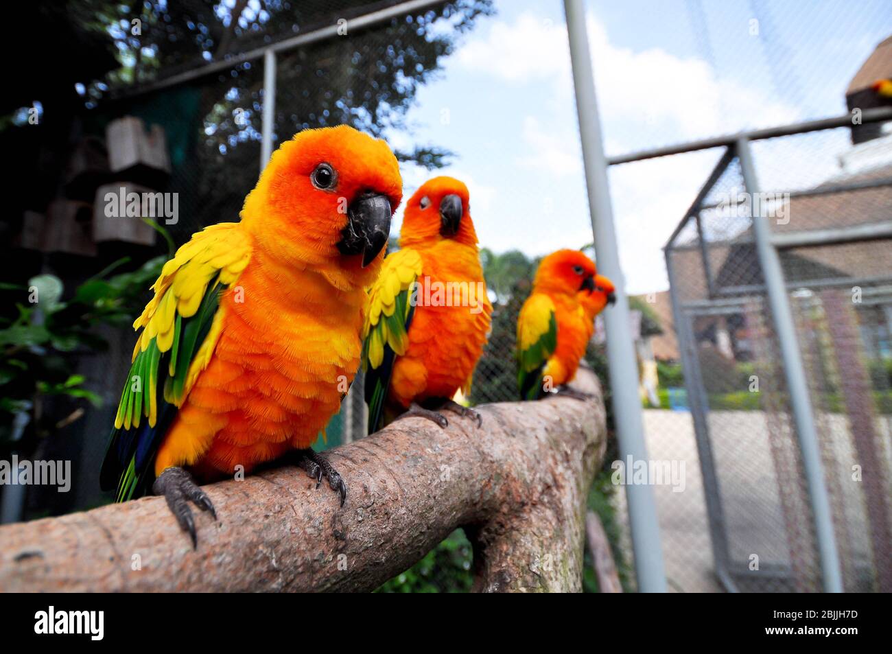 The Sun Parakeet or Sun Conure is a medium-sized brightly colored ...