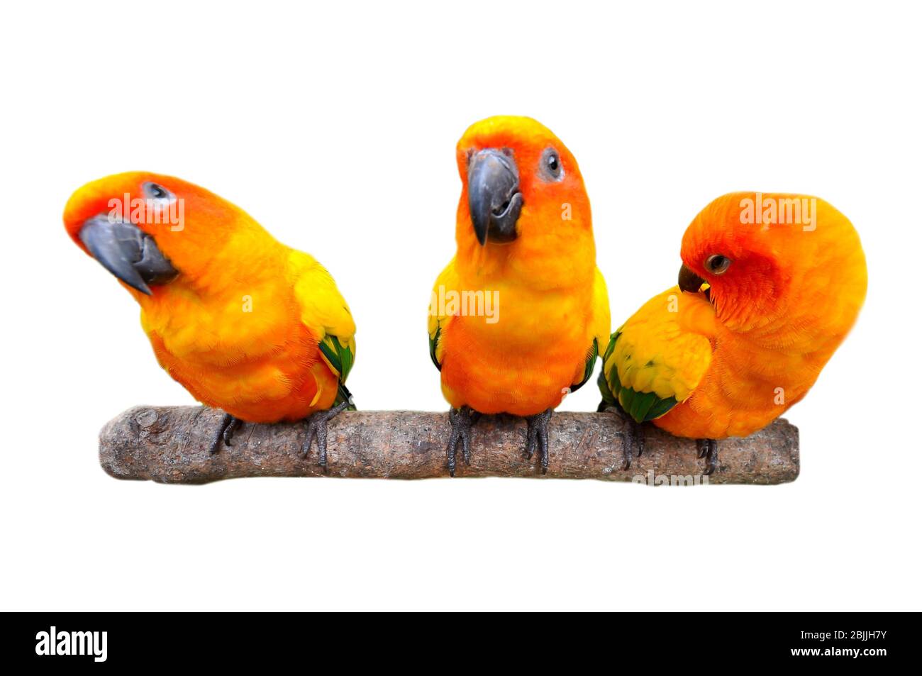 The Sun Parakeet or Sun Conure is a medium-sized brightly colored ...