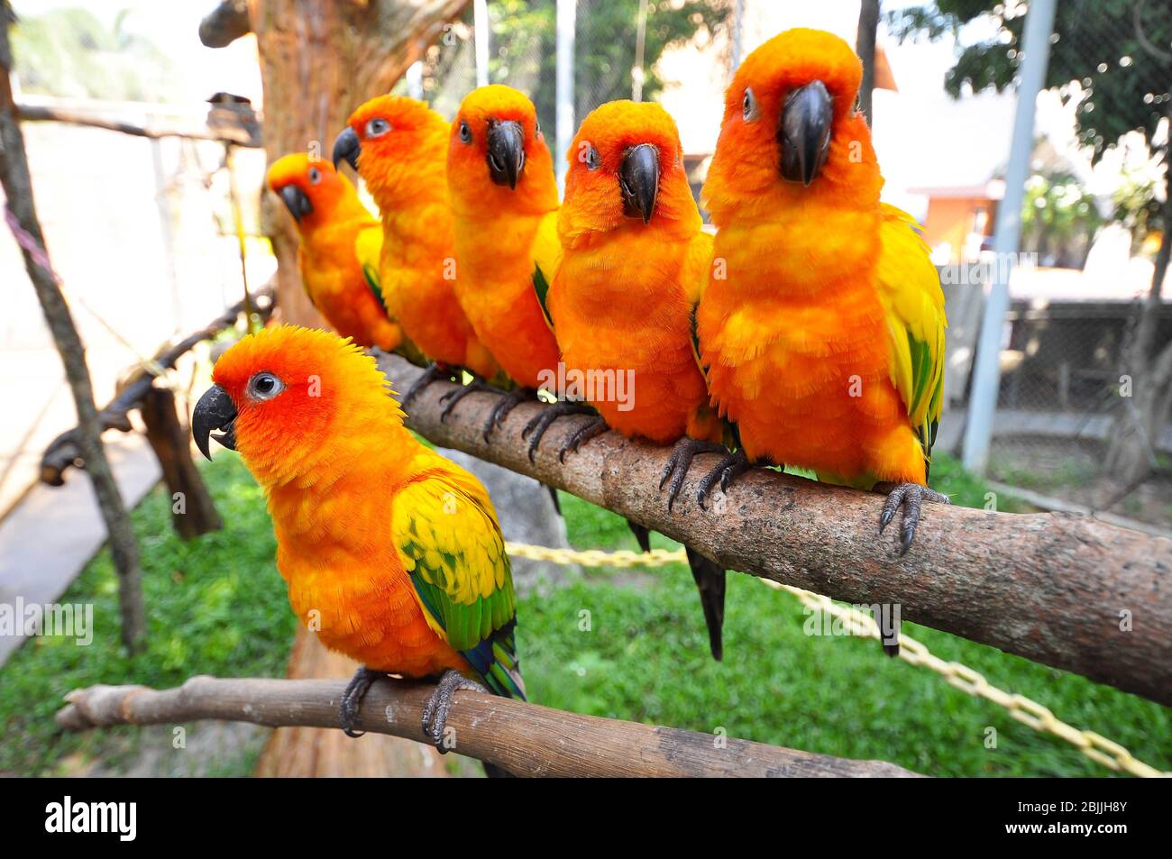 The Sun Parakeet or Sun Conure is a medium-sized brightly colored ...