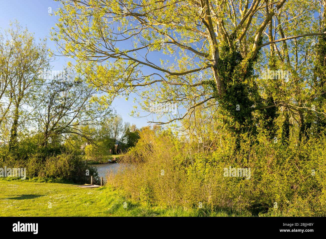 Lake and trees at Buckley Common, Flintshire, North Wales Stock Photo ...