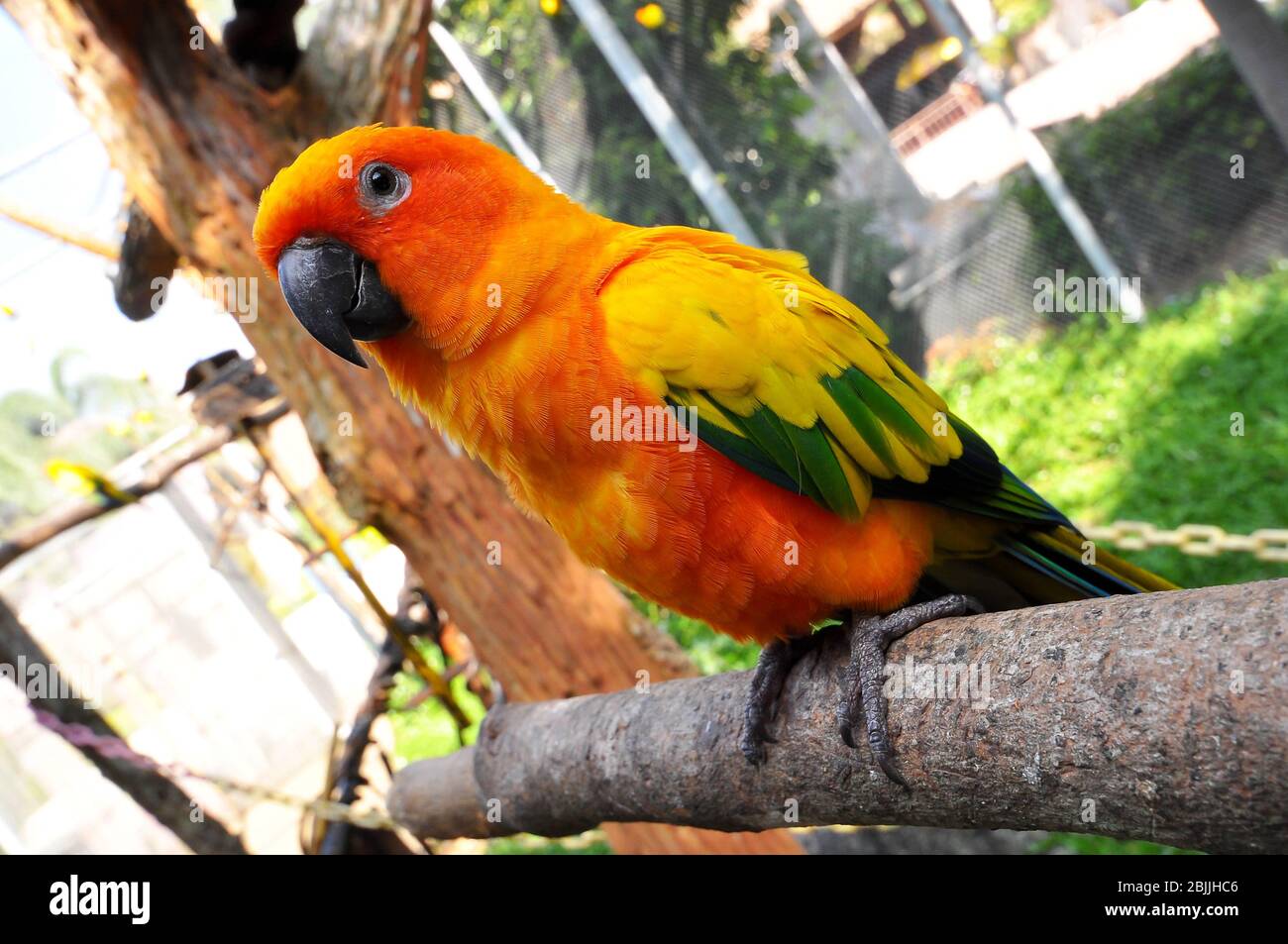 The Sun Parakeet or Sun Conure is a medium-sized brightly colored ...