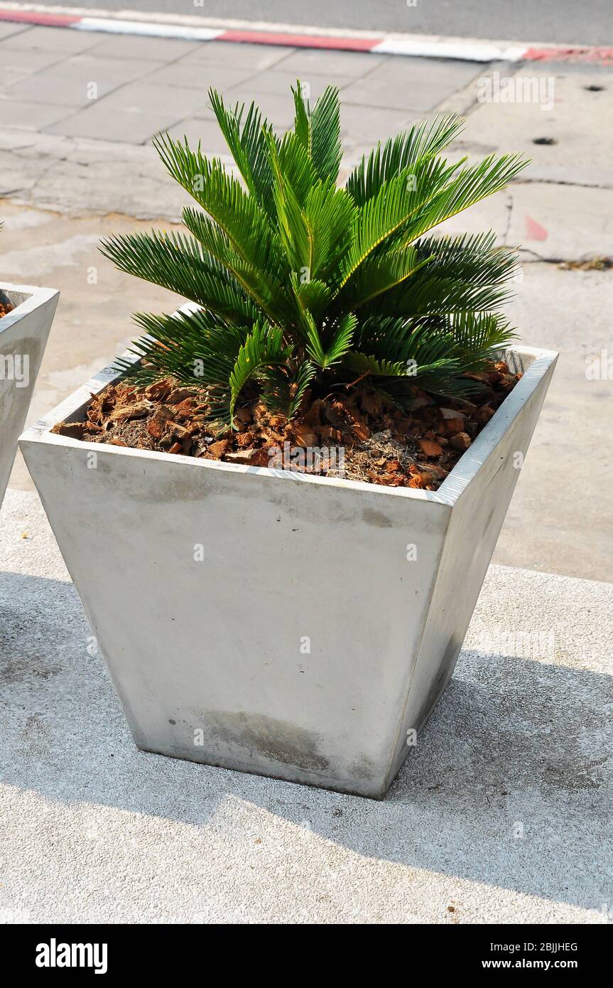 Cycads in pots placed concrete tree decorations Stock Photo - Alamy