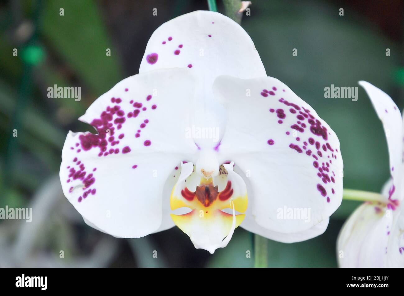 Orchid flower with white petals and flecked with magenta Stock Photo ...