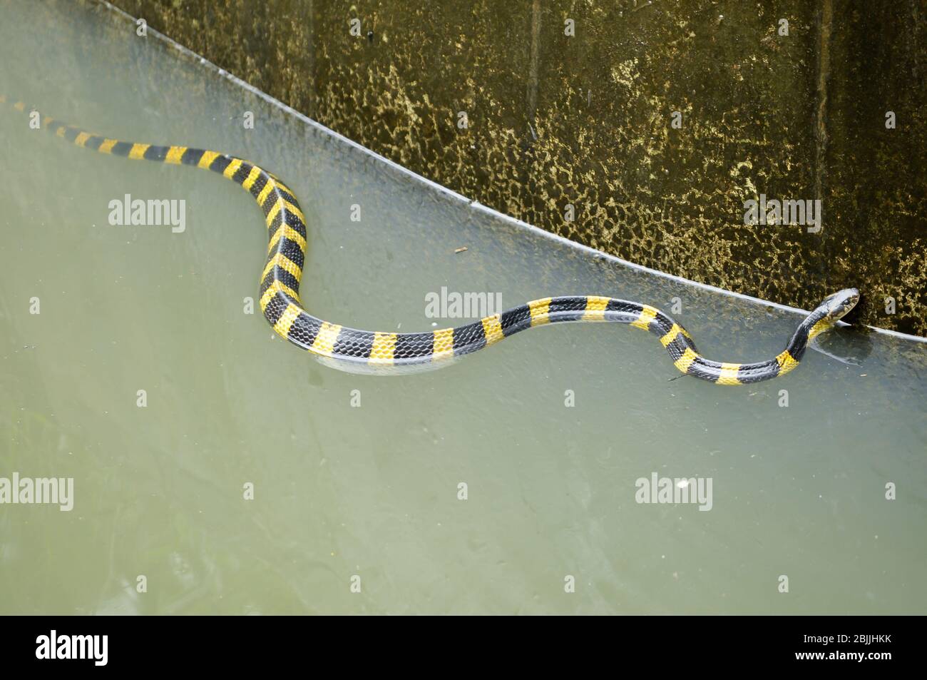 Banded krait is slithering slowly but swimming faster, with agility in ...